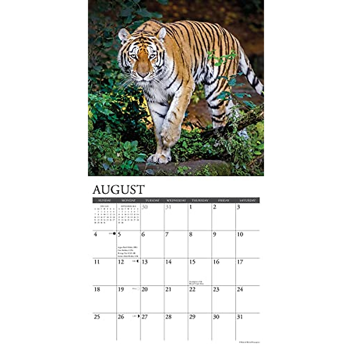 Willow Creek Press Tigers Monthly 2024 Wall Calendar (12" x 12")