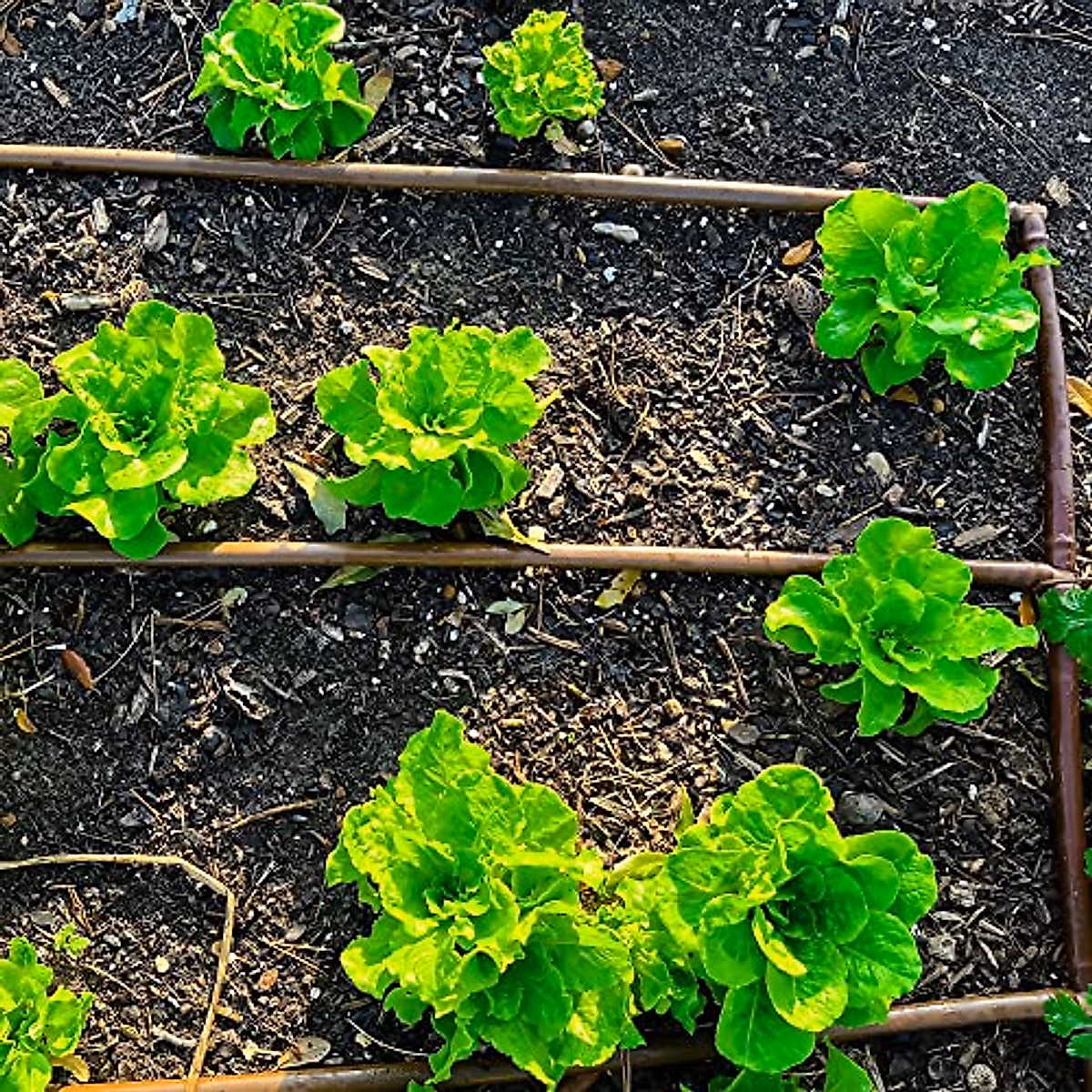 (100' ft Roll) - USA Made - 1/4-Inch x Irrigation/Hydroponics Dripline with 6-Inch Emitter Spacing (Brown) (100' Foot Roll)