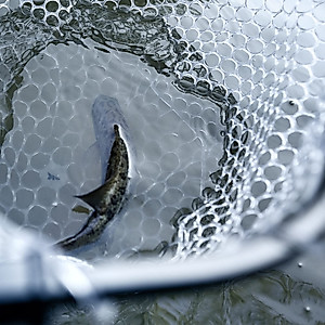 KastKing Brutus Fishing Net, Fish Landing Net, Lightweight & Portable Fishing Net with Soft EVA Foam Handle, Holds up to 44lbs/20KG, Fish-Friendly Mesh for a Safe Release, Silicone S