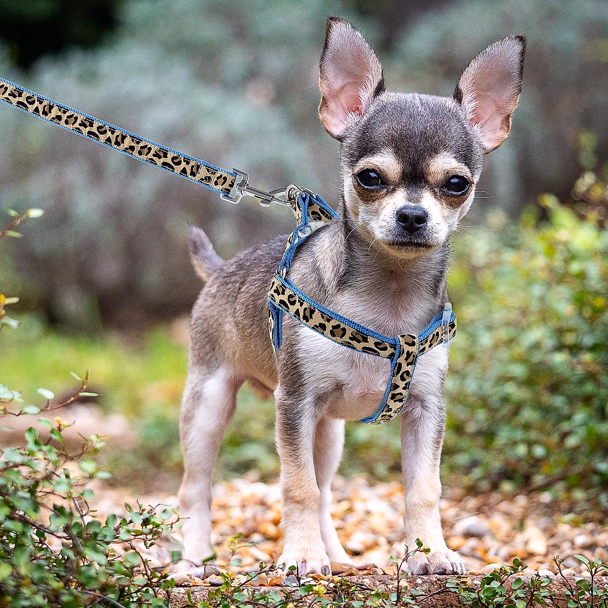 Mile High Life Leopard Dog Harness Collar Leash Set | Adjustable No Pull Dog Halter Harness for Small Breed Dogs | Easy Control for Training Walking | Blue, Medium