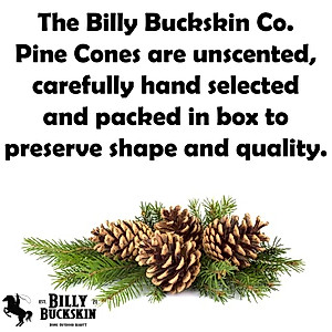 20 PineCones 3" to 4" Tall, Bulk Package in a Protective Box, Bug Free, All Natural, UNSCENTED, Perfect for Crafts, Christmas Trees, Firelighting, by Billy Buckskin Co.