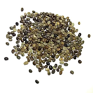 Seed Needs, Mixed Lupine Russell Seeds - 250 Heirloom Seeds for Planting Lupinus polyphyllus - Profuse Colorful Blooms for a Butterfly Garden, Attracts Pollinators (1 Pack)