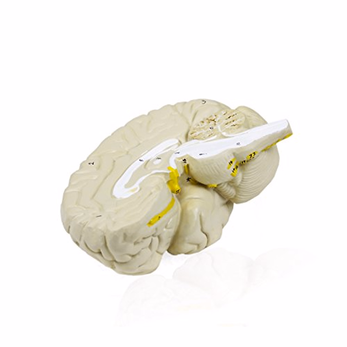 Walter Products B10401-3 Human Brain Model, Life Size, 3 Parts, 6 x 5 x 7.5 Inches