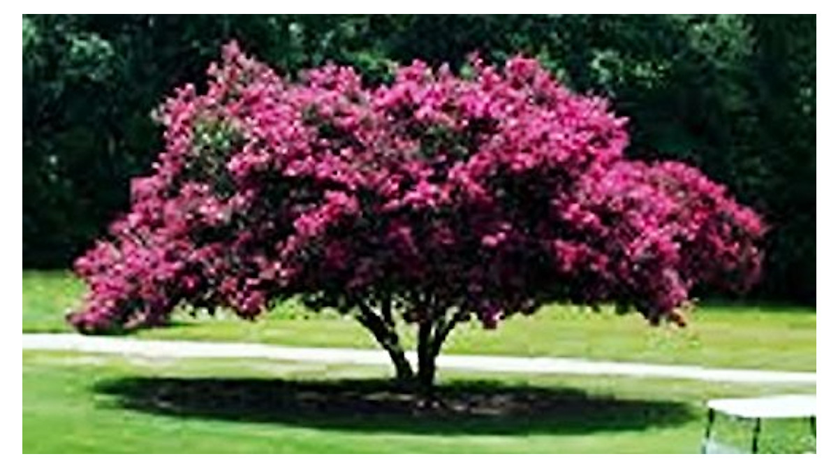Large Twilight Crape Myrtle - 22ft Tall with Vibrant Purple & Pink Blooms