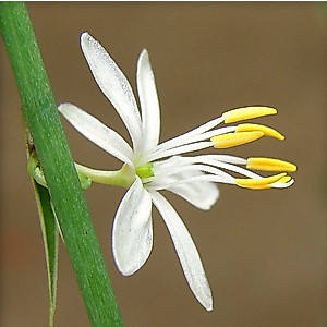 Hirt's Gardens Reverse Variegated Spider Plant - Easy to Grow/Cleans The Air - 4in Pot
