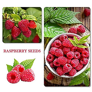1100pcs Mixed Fruit Seeds Berry Seeds for Planting 200pcs Strawberry 200pcs Raspberry 200pcs Mulberry 200pcs Blueberry 200pcs Elderberry 10pcs Cherry - Individually Packaged