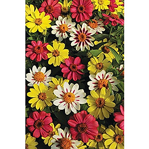 Burpee Raspberry Lemonade Mix Zinnia Seeds 25 seeds