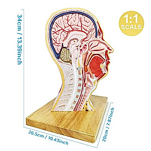Merinden Human Half Head Superficial Model with Musculature, Life Size Anatomical Head Model Skull and Brain for Medical Teaching Learning, Kids Learning Education Display Tool