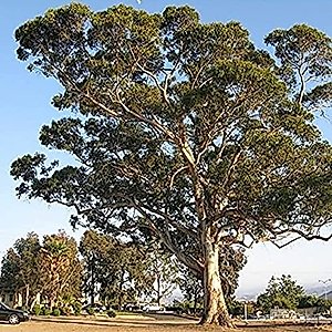 CHUXAY GARDEN Eucalyptus Globulus-Southern Blue Gum 25 Seeds Evergreen Tree Endemic Privacy Screen Road Edge Plants Easily Grow