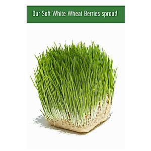 Certified Glyphosate Residue Free Soft White Wheat Berries | 100 LBS | Desiccant Free | Sproutable | Non-GMO Project Verified | Kosher