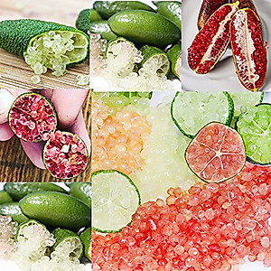 QAUZUY GARDEN 20 Seeds New Mixed Finger Lime Seeds Green Red Pink Non-GMO Caviar Lime Fruit Seeds- Delicious Nutritious Fruit - Easy to Grow & Harvest