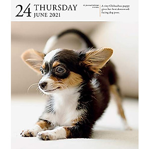 Dog Page-A-Day Gallery Calendar 2021