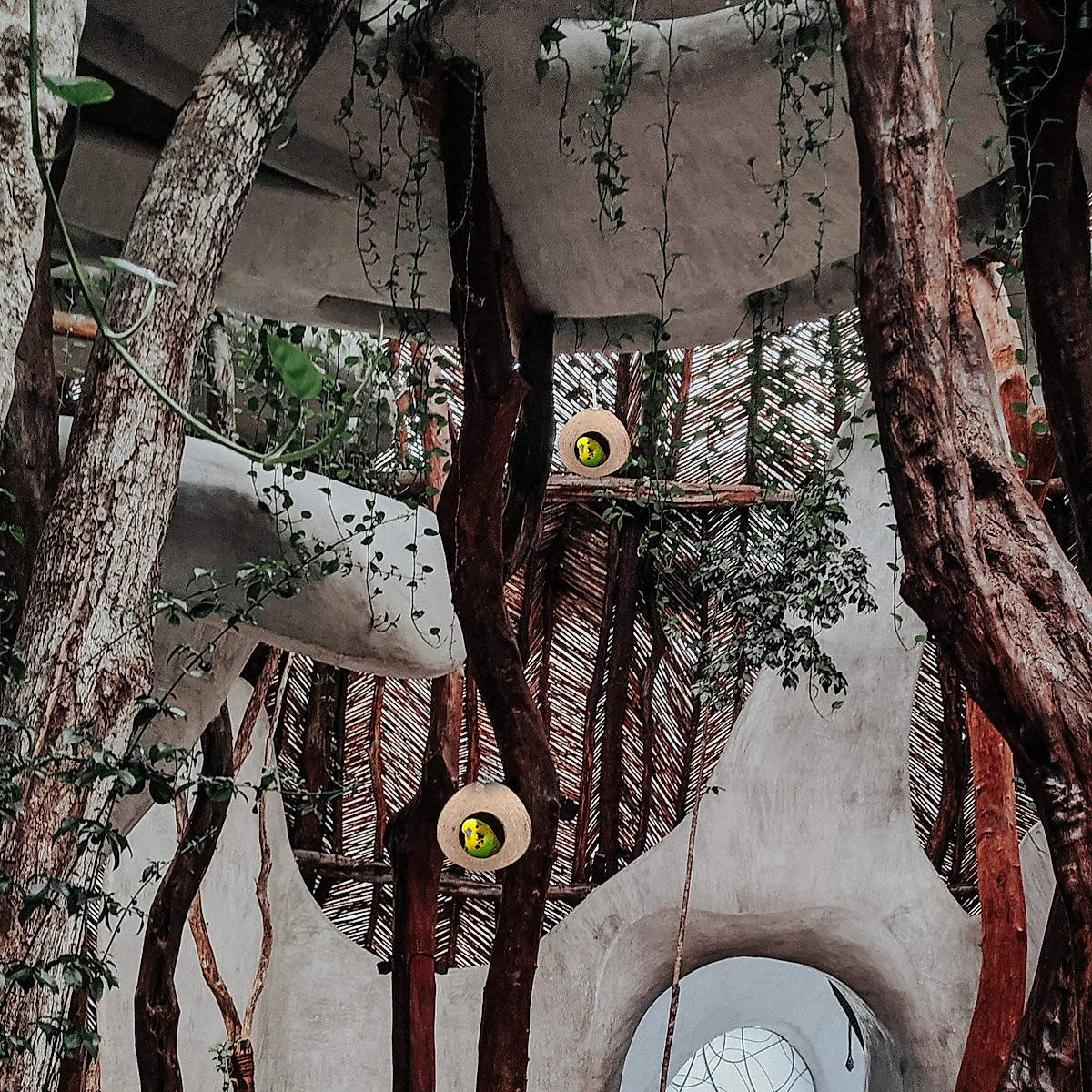 balacoo Parrot Toys Parrot Toys Bird Toy Shell Bird House Natural Hanging Bird House Bird Hut Bird Bed House Toy Cage Toy for Hamster Parrot Macaw with Screw Parrot Toys Bird Toy Bird Toy