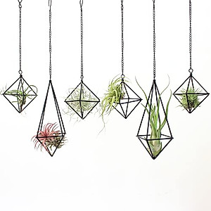 SZRUIZFZ Black Metal Air Plant Hanger, Tillandsia Air Plants Holders Unique, Modern Air Fern Display Stand with Chains for Home Wall Decor,Octahedron Himmeli Geometric Decor, Home Decor Gifts (6Pcs)