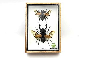 TAXIBUGS Real Beetle Display Taxidermy Odontolabis Elegans Insect Bug Entomology Box Wood Framed (Male & Female) (Wooden Box)