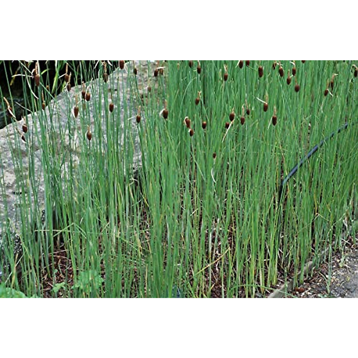 1196-Dwarf Cattails (Typha laxmannii) Seeds by Robsrareandgiantseeds UPC0764425788492 Non-GMO,Organic,USA Grower,Bonsai,Showy, Butterfly Flower,1196 Package of 25 Seeds