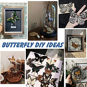 WTUAWB 6 Pcs Real Butterfly Specimen - Taxidermy Butterfly DIY Creative Production, Taxidermy Animals for Framed Butterfly Shadow Box (Random)