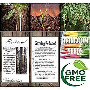 Cedar, Dogwood, Pine, Redwood, Spruce, Tree Seed by MySeeds.Co, You Choose The Color n Quantity (1 Pack, California Redwood - Big Pack)