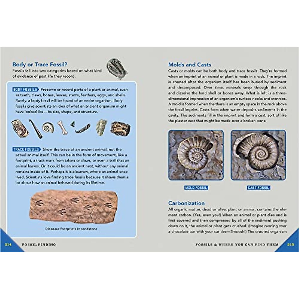 Outdoor School: Rock, Fossil, and Shell Hunting: The Definitive Interactive Nature Guide