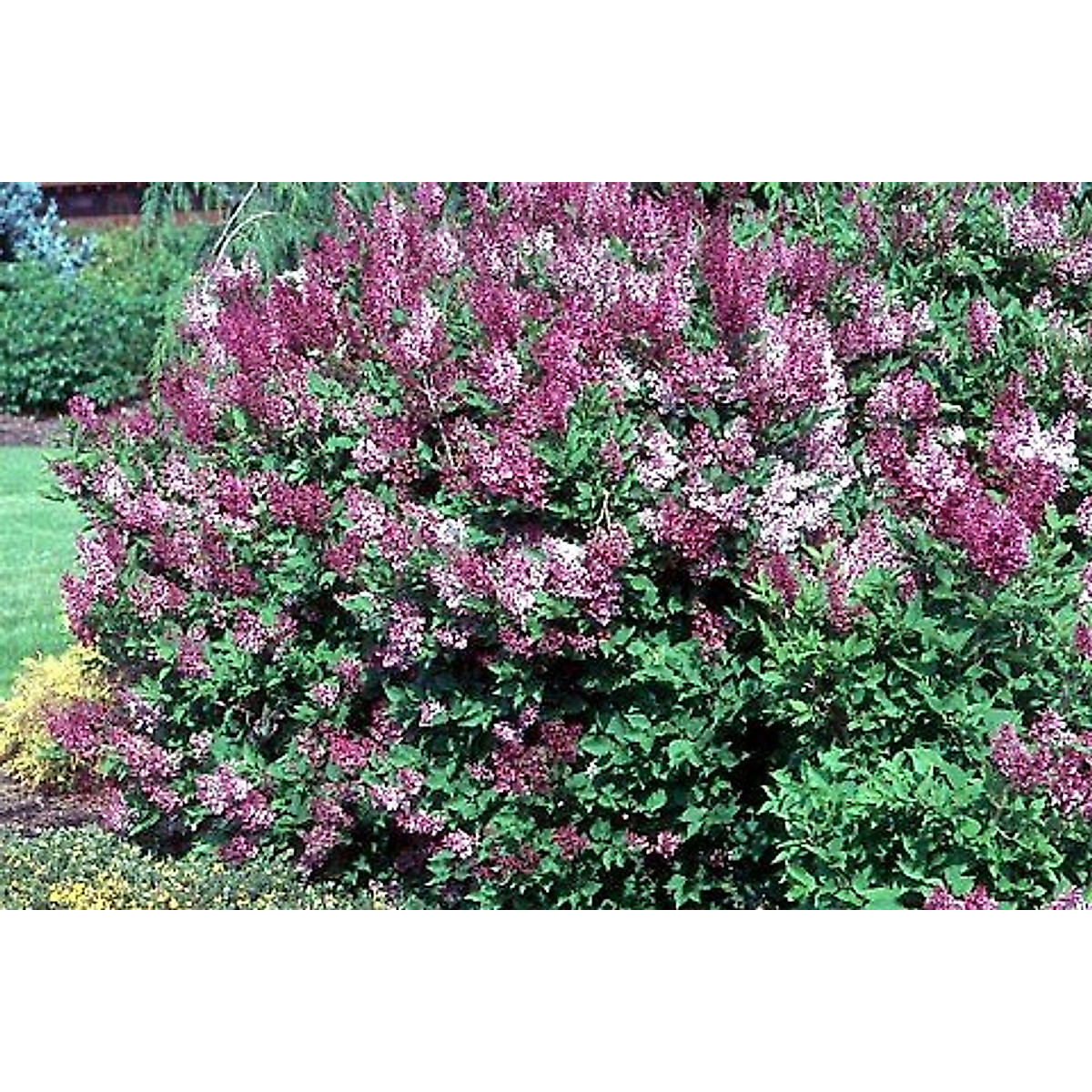 Miss Kim Manchurian Dwarf Lilac - Syringa - Outdoors/Bonsai - 4" Pot