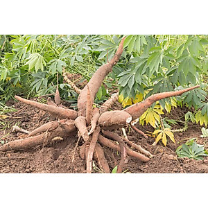 Yuca Cassava, 5 Cuttings Manihot Esculenta, Root Sticks for Garden Planting Tubers Bulk Flower Plant Perennial Can Grow Well in Flower Pots