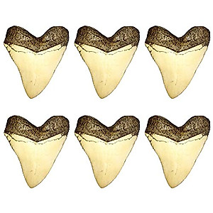 Universal Specialties Huge Realistic 5.5 Inch Carcharodon Megalodon Giant Shark Tooth Fossil Natural Colors Prehistoric Museum Quality Large Display Great Teeth for Kids or Collectors (Replica)