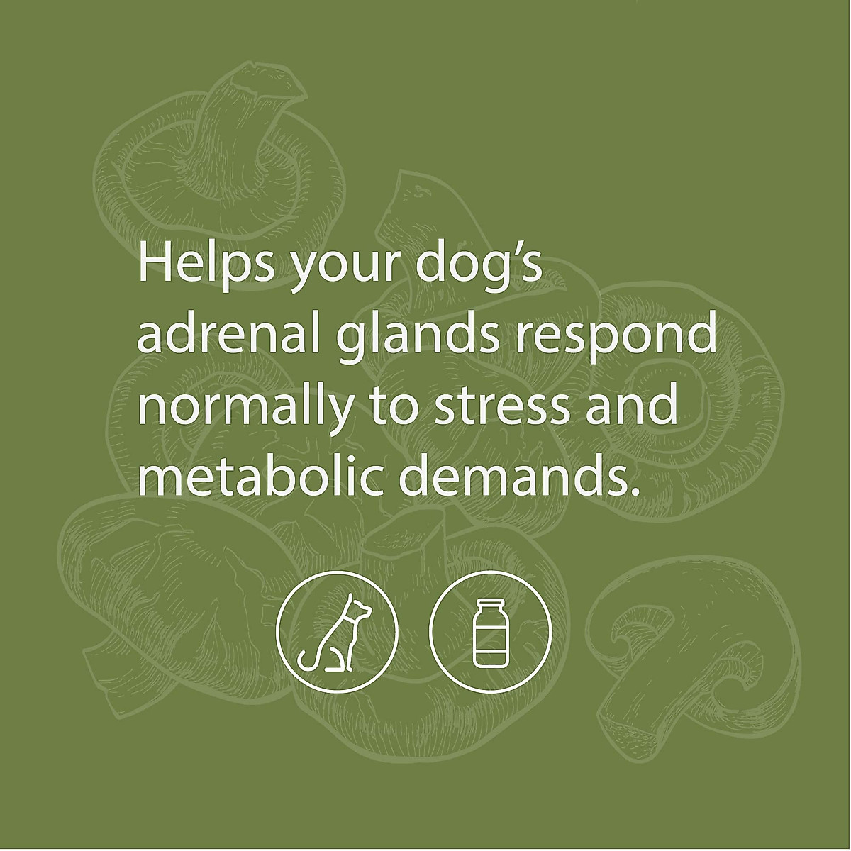 Standard Process Canine Adrenal Support - Canine Support Supplement for Adrenal Health - Nutritional Supplement for Liver & Kidney Support - Powder Dog Supplement Formula to Aid Adrenal Glands - 25 g