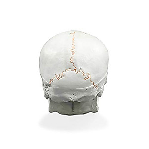 Vision Scientific VAL221 Medical Numbered Human Skull-3 Part | Life Size | from Real Human Skull, Detail Hand Painted Numbering | Sectioned Skullcap | Suture Lines & Full Dentition | Labelled Diagram