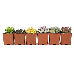 Succulents Plants Live (6PK) Potted Succulent Plants Live House Plants, Cactus Plants Live Plants Indoor Plants Live Houseplants, Indoor Plant Succulents Live Plant House Plant by Plants for Pets