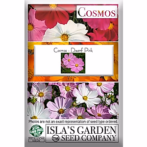 "Dwarf Pink" Cosmos Flower Seeds for Planting, 750+ Flower Seeds Per Packet, (Isla's Garden Seeds), Non GMO & Heirloom Seeds, Scientific Name: Cosmos bipinnatus