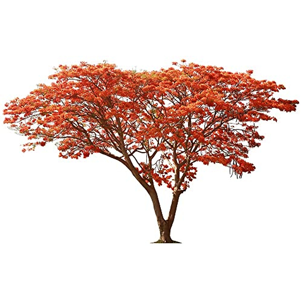 25 Seeds Delonix regia - Royal Poinciana Flamboyant Flame Tree