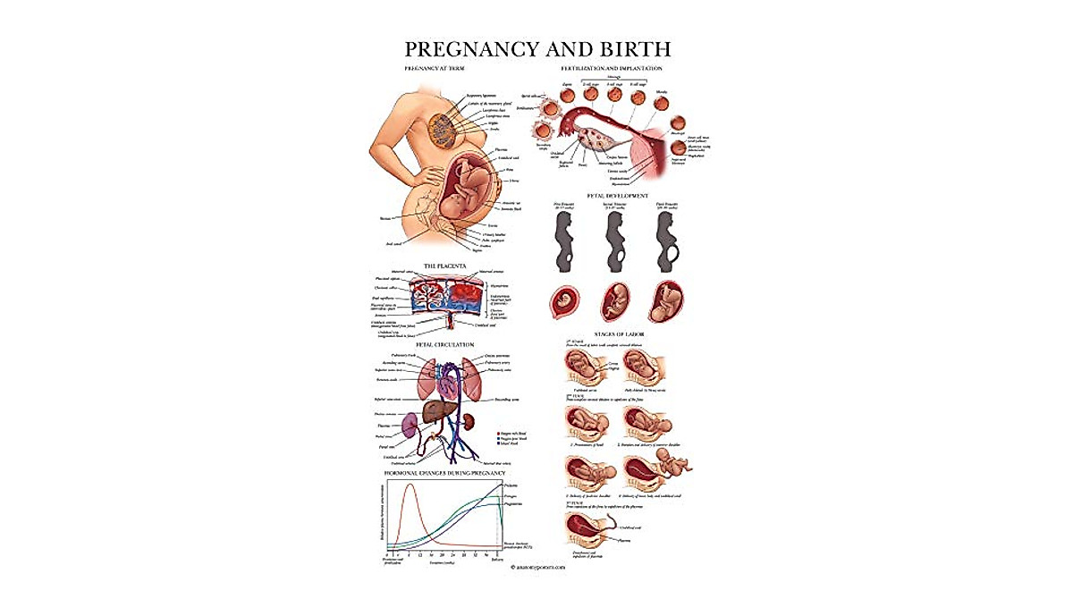 Anatomical Reproductive System Posters - 3 Pack