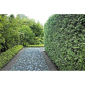 Green Giant Arborvitae | 3 Large 3 Gallon Trees | Thuja Plicata | Live Evergreen Privacy Screening Plants