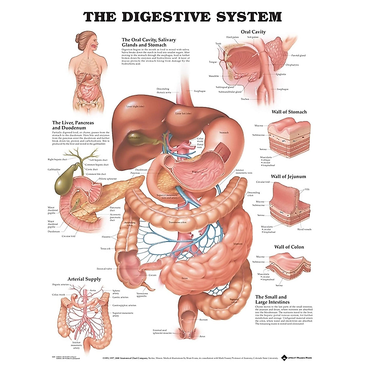 The Digestive System Anatomical Chart