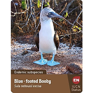 Galapagos Memory Game Land Animals Edition