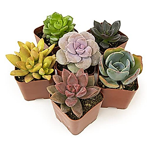 Succulents Plants Live (6PK) Potted Succulent Plants Live House Plants, Cactus Plants Live Plants Indoor Plants Live Houseplants, Indoor Plant Succulents Live Plant House Plant by Plants for Pets