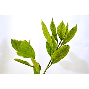 9GreenBox - Bay Laurel Plant One Gallon Live Plant Ornament Decor for Home, Kitchen, Office, Table, Desk - Attracts Zen, Luck, Good Fortune - Non-GMO, Grown in The USA