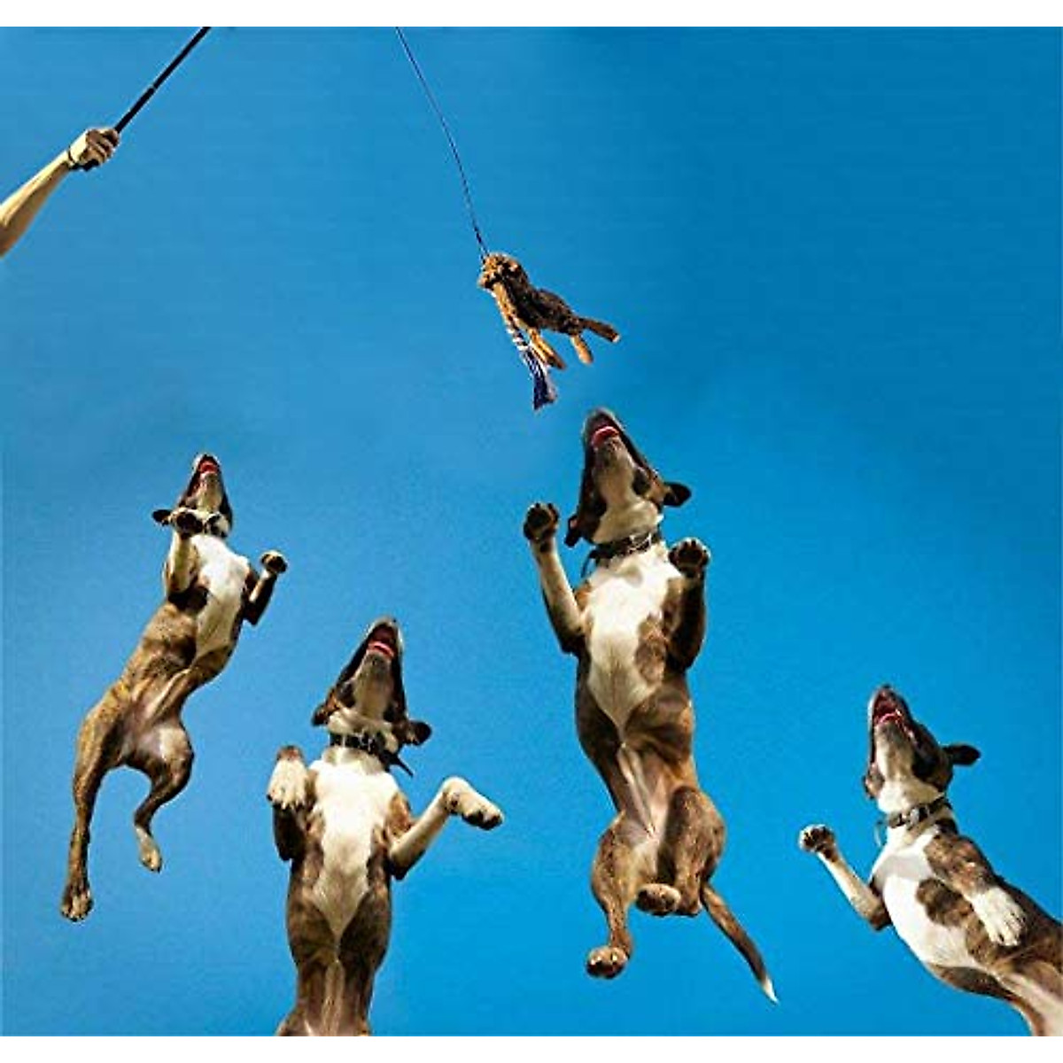 ASOCEA Dog Extendable Teaser Wand Pet Flirt Stick Pole Puppy Chasing Tail Interactive Toy for Small Medium Large Dogs Training Playing Exercise