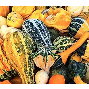 "Large Gourd Mix" Squash Seeds for Planting, 25+ Heirloom Seeds Per Packet, (Isla's Garden Seeds), Non GMO Seeds, Great Home Garden Gift, Decorative Squash Gourds