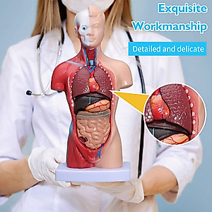 ANNWAH Human Torso Body Anatomy Model - Human Anatomy Torso Model 15 Pcs Demountable Parts with Heart Visceral Brain Skeleto for Medical Student Learning Tool