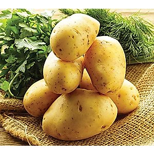 Simply Seed™ - 3 LB - German Butterball Potato Seed - Non GMO - Naturally Grown - Order Now for Spring Planting