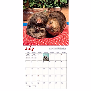 Original Sloths Wall Calendar 2023: The Ultimate Experts at Slowing Down