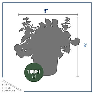 Live Flowering Lantana - Color Mix (2 Plants Per Pack) - Grower's Choice Multi Color Blooms, Healthy Blooming Pollinator, 8" Tall by 5" Wide in 1 Qt Pot