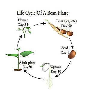 Winged Bean Seeds - Almost All Parts of The Plant are Edible. Once Considered The Food That Could Feed The Planet
