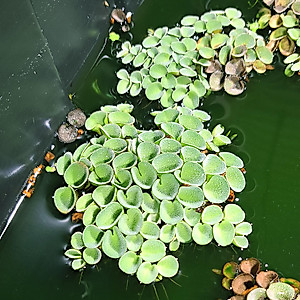 50+ Leaves Asian Watermoss (Salvinia cucullata) Live Aquarium Plant - Floating Aquatic Plant for Natural Fish Tank Decor and Oxygenation - Easy Care Aquatic Plants for Your Tank