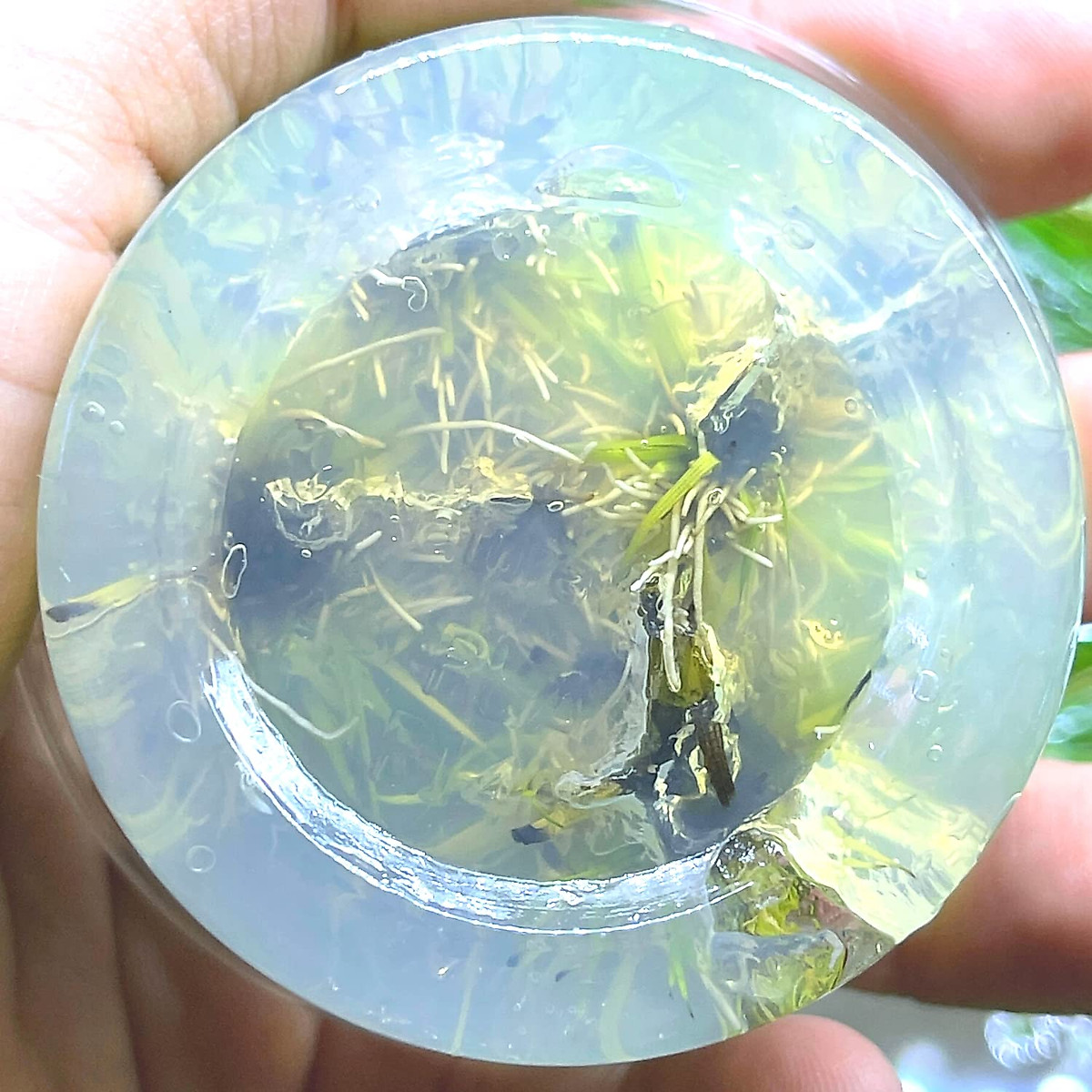 Greenpro | Polaris Eriocaulon Cinerum Tissue Culture Live Aquarium Plants Midground for Fish Tank Decoration