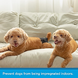 yrenoer Dog Panties for Dogs in Heat, Reusable Female Dog Pants to Prevent Cross-Tailing. Washable Dog Underwear to Protect Female Dogs from Male Dogs (L, Black)