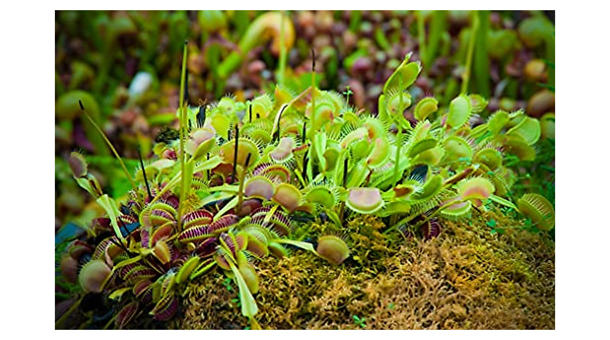Live Venus Fly Trap - Unique Carnivorous Indoor Plant for Pest Control