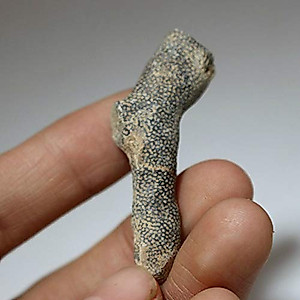 Scicalife Kids Toys 5Pcs Stromatoporoid Fossils Ordovician Bryozoan Fossils Specimens Ancient Marine Fossils Model Figurine Science Teaching Materials Random Style Kid Toys
