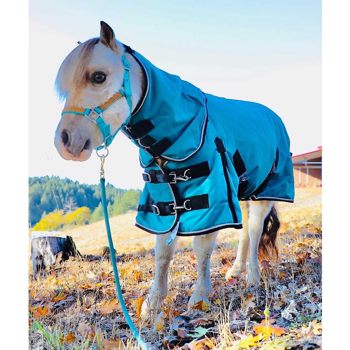 Star Point Horsemanship Mini-Pony Horse Ripstop Waterproof Windproof Blanket Hooded Lightweight Turnout Rain Sheet Breathable Lining 1200 Denier Material 100 Gram Fill (Raspberry, 52-54")